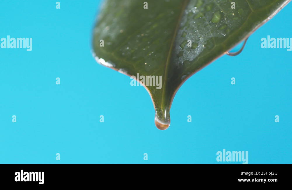 Drops of water drip from the green leave down on the blue background ...