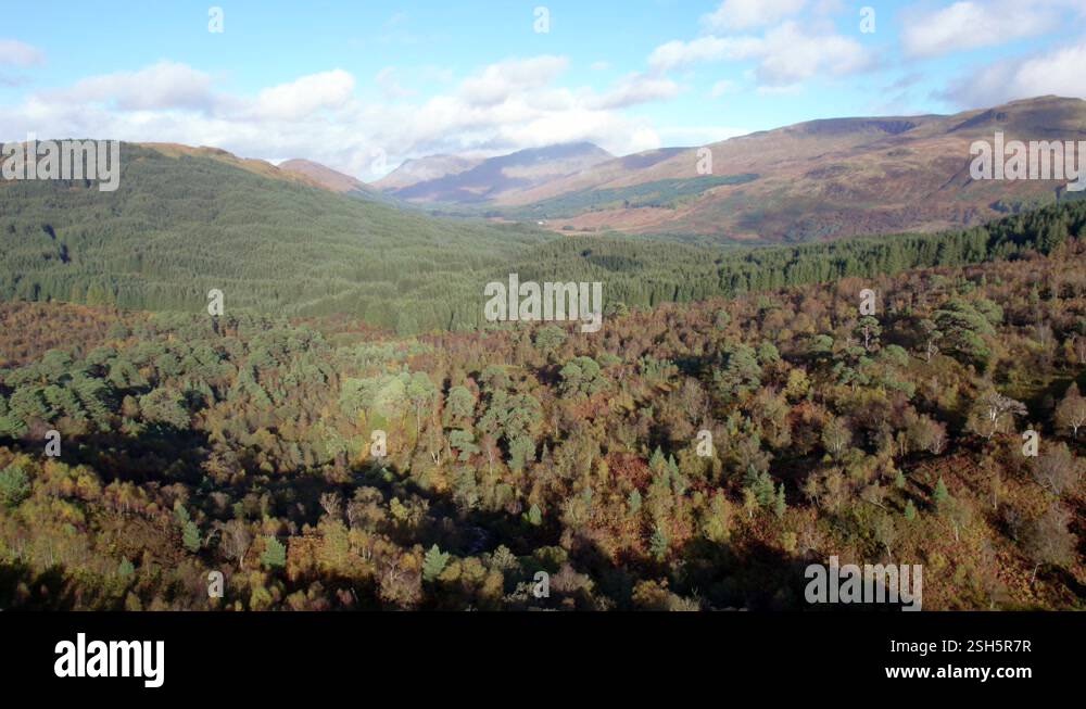 A drone flies backwards high above a forest of native birch trees in ...