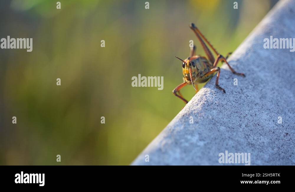 Eastern Lubber Giant Grasshopper walking on railing in Everglades ...