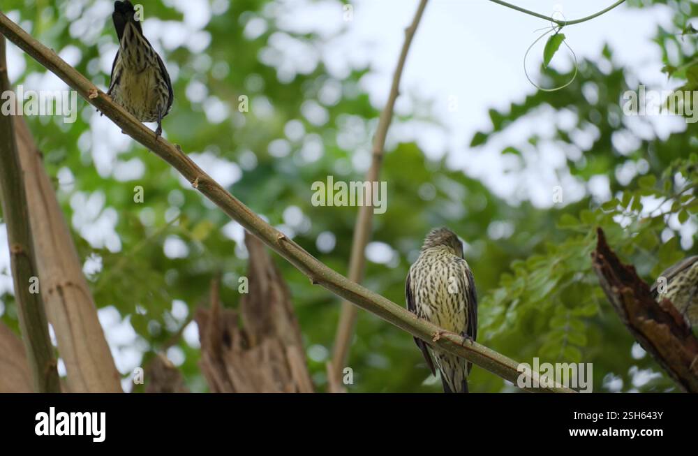 Kuling dagat Stock Videos & Footage - HD and 4K Video Clips - Alamy