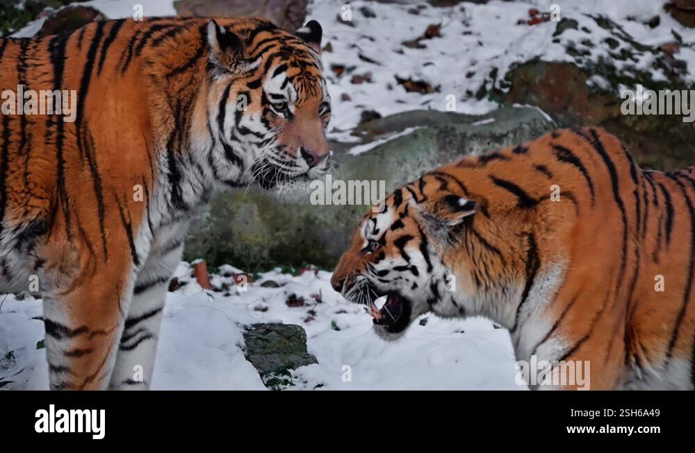 Male tigers Stock Videos & Footage - HD and 4K Video Clips - Alamy