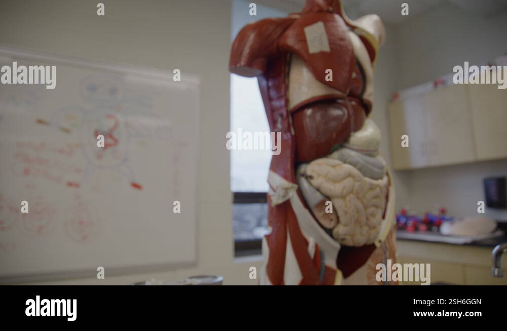 School class biology Stock Videos & Footage - HD and 4K Video Clips - Alamy