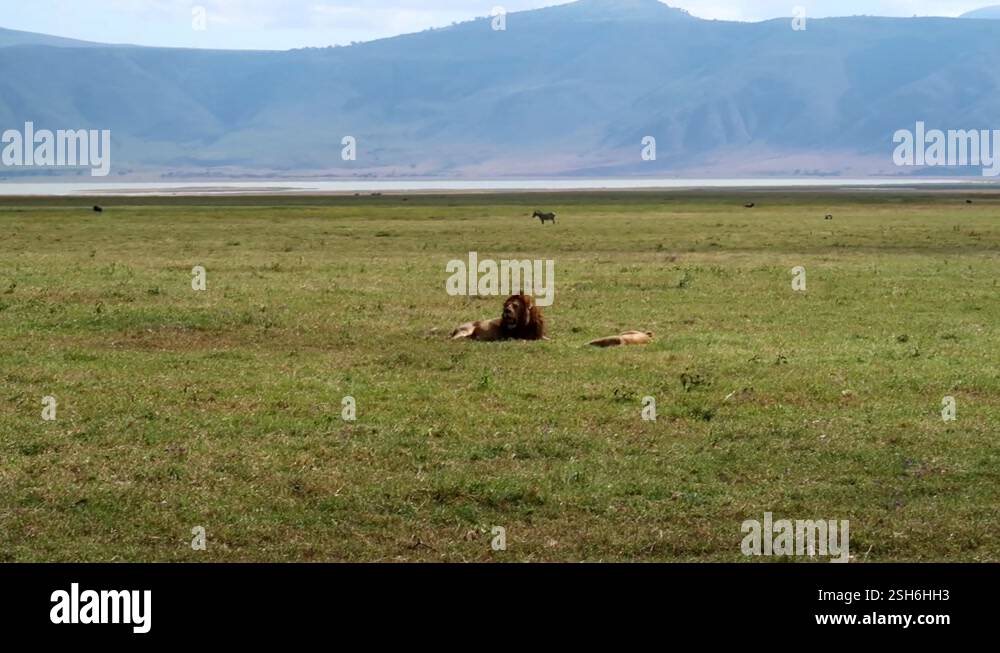 A Lion and Lioness in the wild laying down after mating, Zebra in the ...