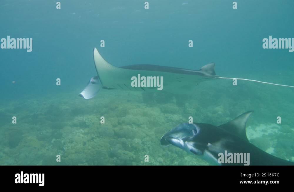Two giant manta rays swim by coral seabed, underwater slomo side view ...