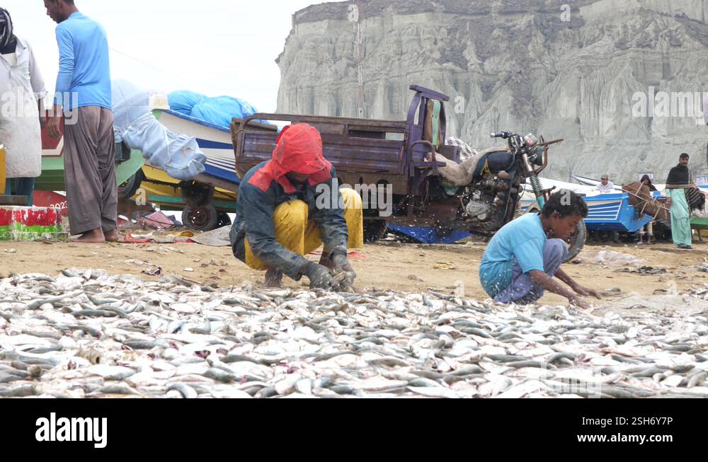 Locals Sorting Fresh Fish Catch Beach In Gwadar On Coast Of Balochistan ...