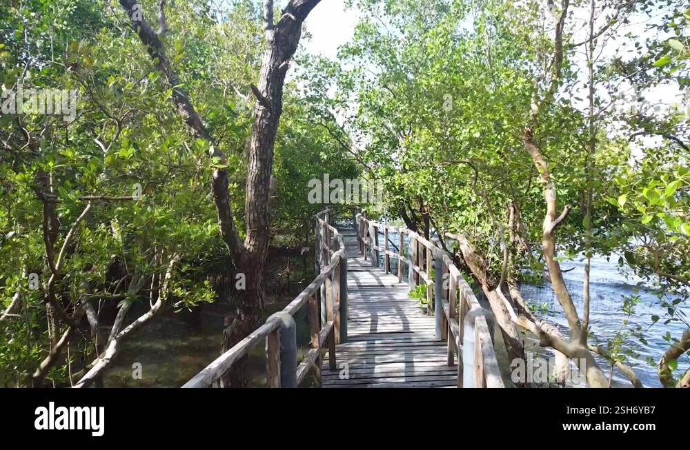 Wooden Bridge Inside Mangroves Sanctuary in the Philippines Stock Video ...