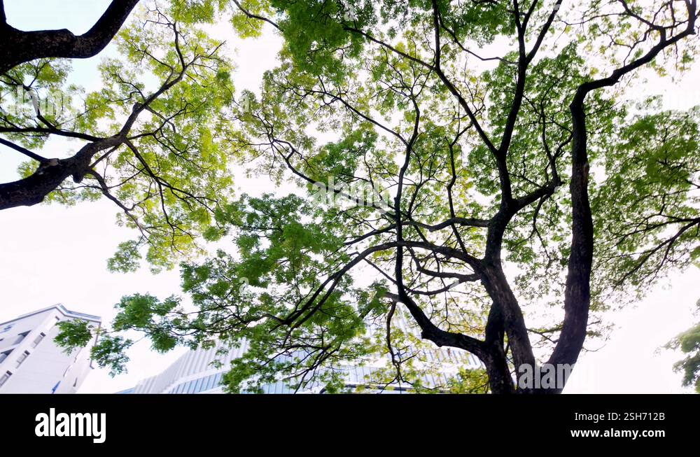 Rotation of The greenery leaves branches of big Rain tree sprawling ...