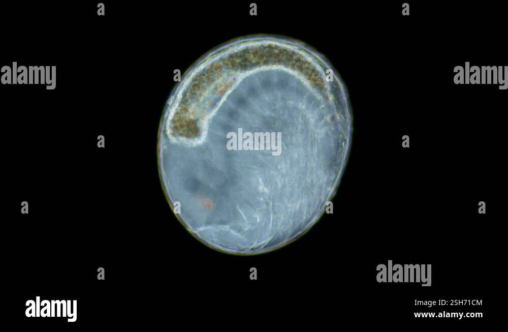 Formed embryo in an egg Amphipoda crustacea under the microscope ...