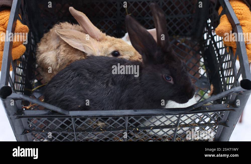 Rabbits of different colours in the basket. 4K Stock Video Footage - Alamy