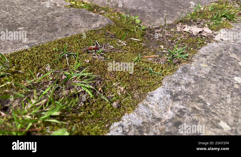 Glued fire bugs stuck together after mating, walking on moss, Close-up ...