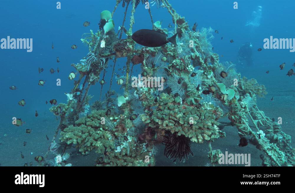 Aquatic habitat restoration Stock Videos & Footage - HD and 4K Video ...