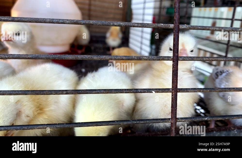 Baby chicken chicks in a pen after hatching - fluffy, downy, yellow ...
