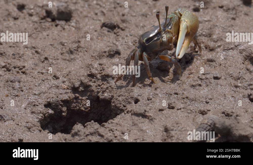 Mud burrow crab Stock Videos & Footage - HD and 4K Video Clips - Alamy