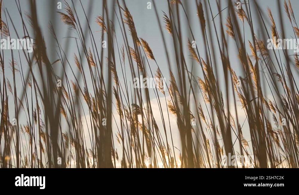 Plants blowing in wind sunset Stock Videos & Footage - HD and 4K Video ...