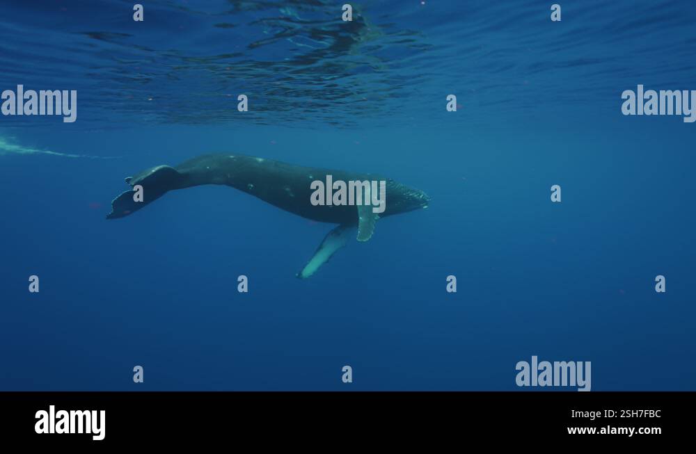 8k - humpback whale calf approaches two swimmers around the island of ...