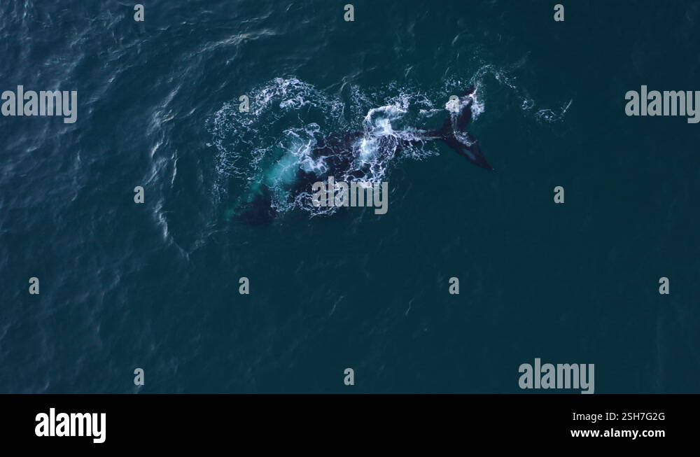 Whales skin Stock Videos & Footage - HD and 4K Video Clips - Alamy