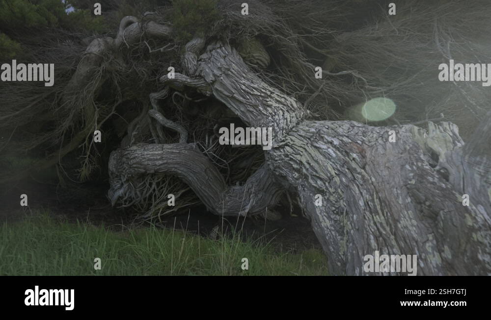 Wind formed tree Stock Videos & Footage - HD and 4K Video Clips - Alamy