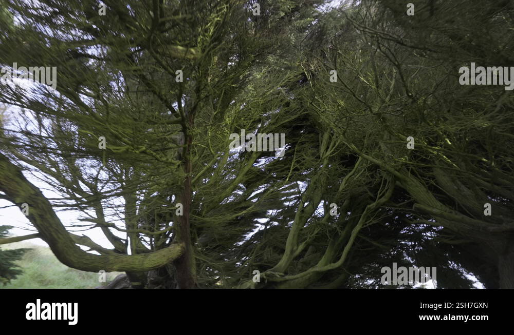 Wind shaped trees Stock Videos & Footage - HD and 4K Video Clips - Alamy