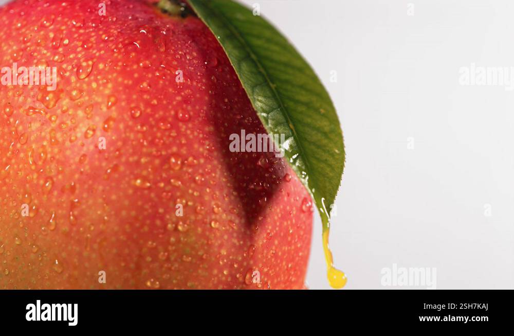 Drop falling from leaf of ripe mango on nature background. Spa Skincare ...
