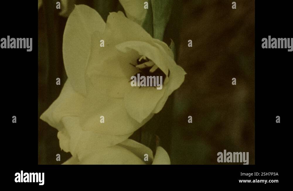 1950s: bee crawling in white flower pollinating, cabbage planted in ...