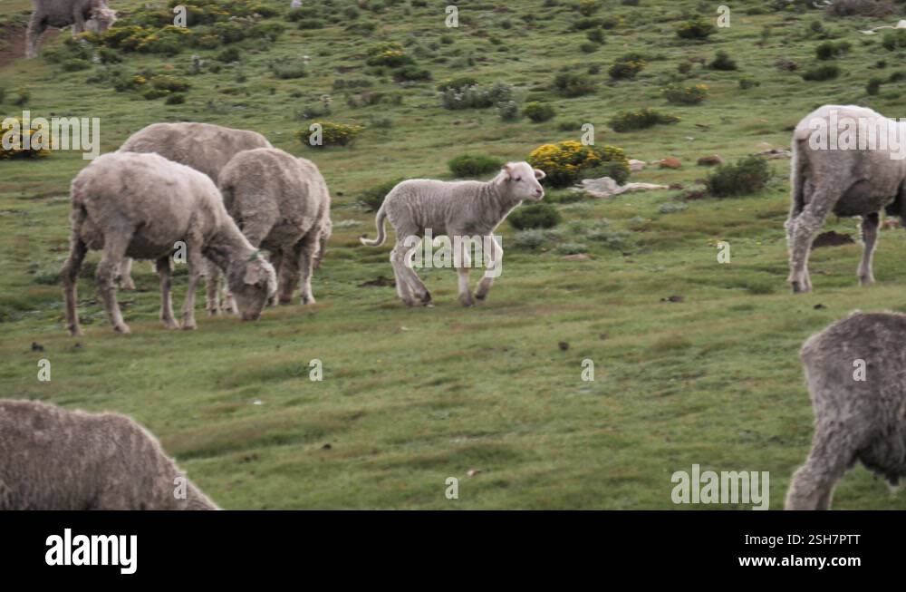 Bleating lamb Stock Videos & Footage - HD and 4K Video Clips - Alamy