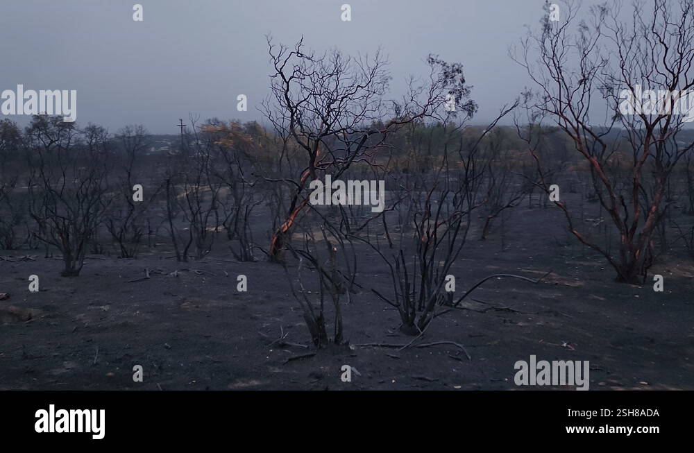 Dead ash trees Stock Videos & Footage - HD and 4K Video Clips - Alamy