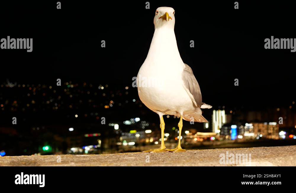 Close up seagull night city Stock Videos & Footage - HD and 4K Video ...