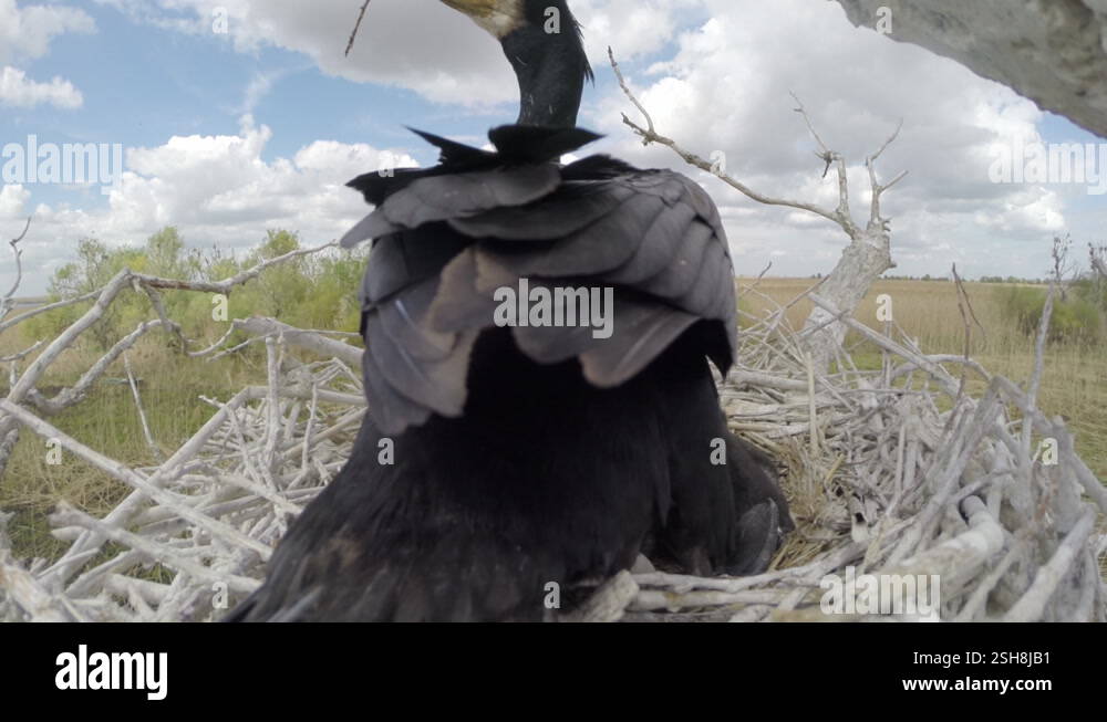 Rear view close up bird Stock Videos & Footage - HD and 4K Video Clips ...