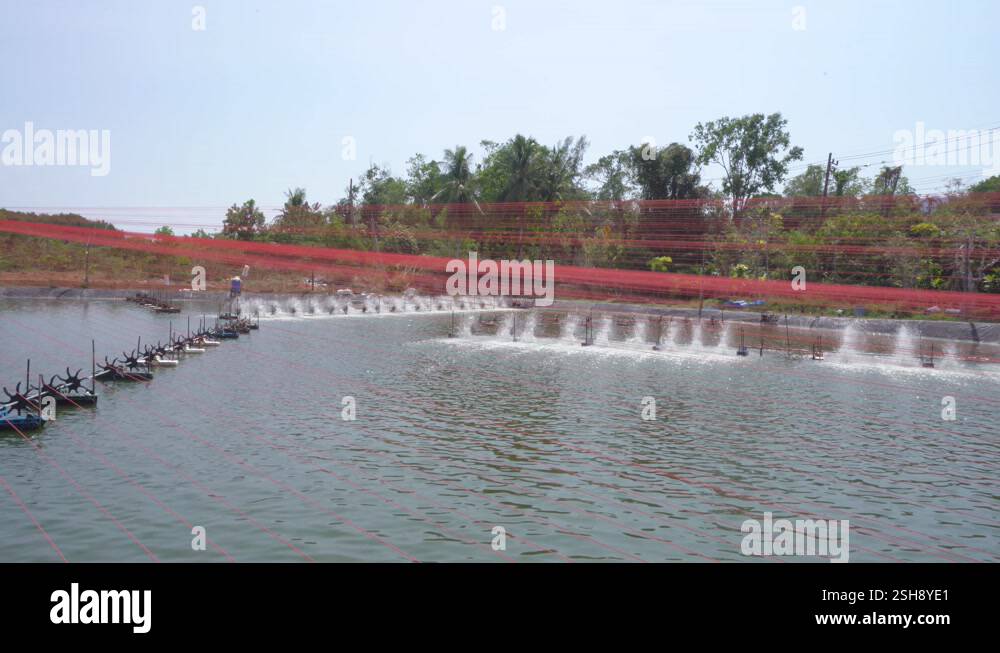 Prawn aquaculture ponds Stock Videos & Footage - HD and 4K Video Clips ...