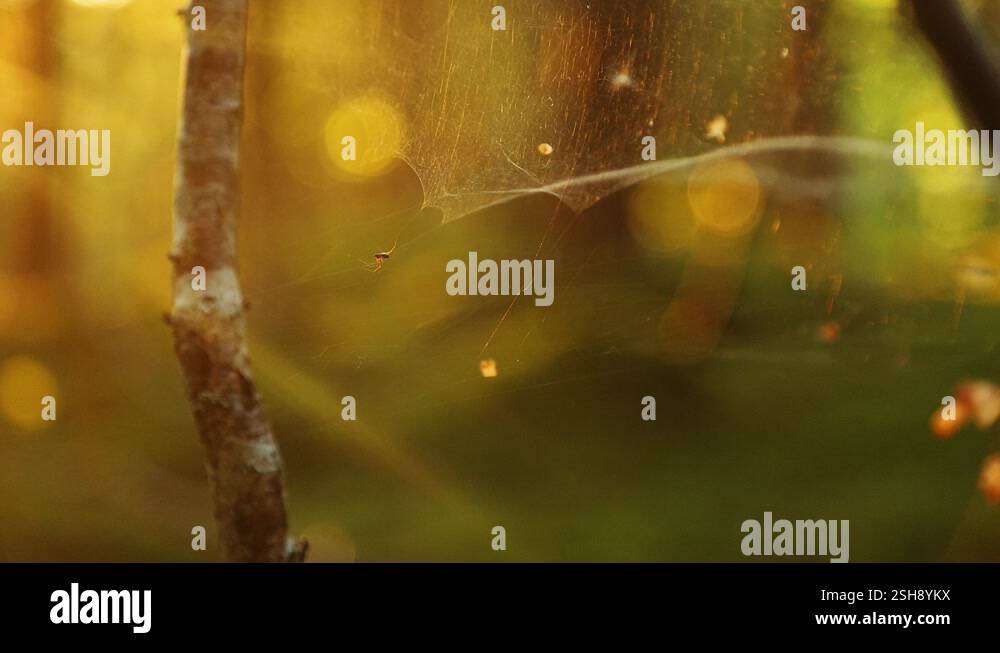Atmospheric mood beauty in nature Stock Videos & Footage - HD and 4K ...