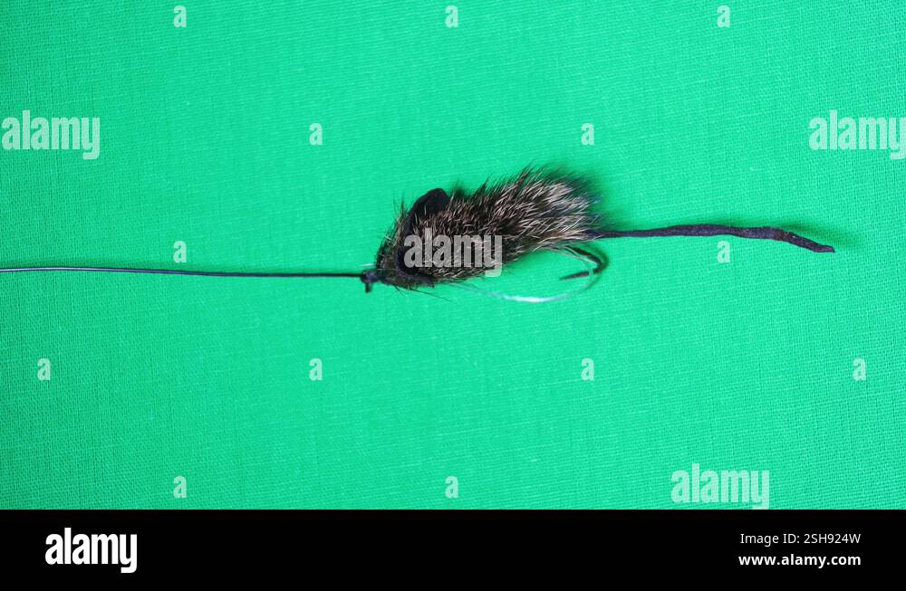 Swimming mouse Stock Videos & Footage - HD and 4K Video Clips - Alamy