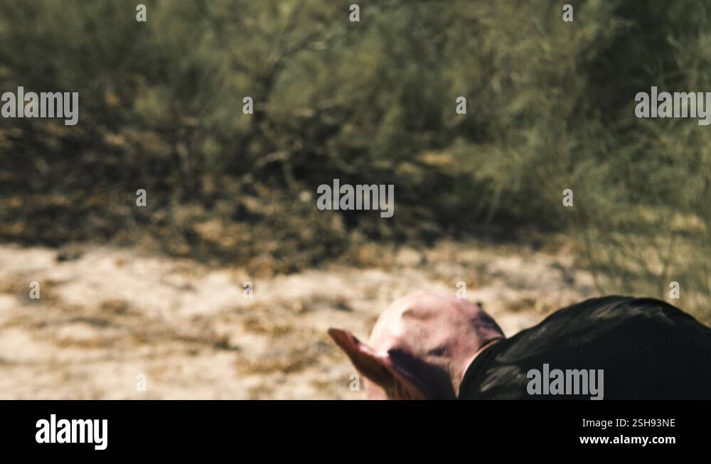 Concept of a killer in a pig mask digging with a shovel to bury his ...