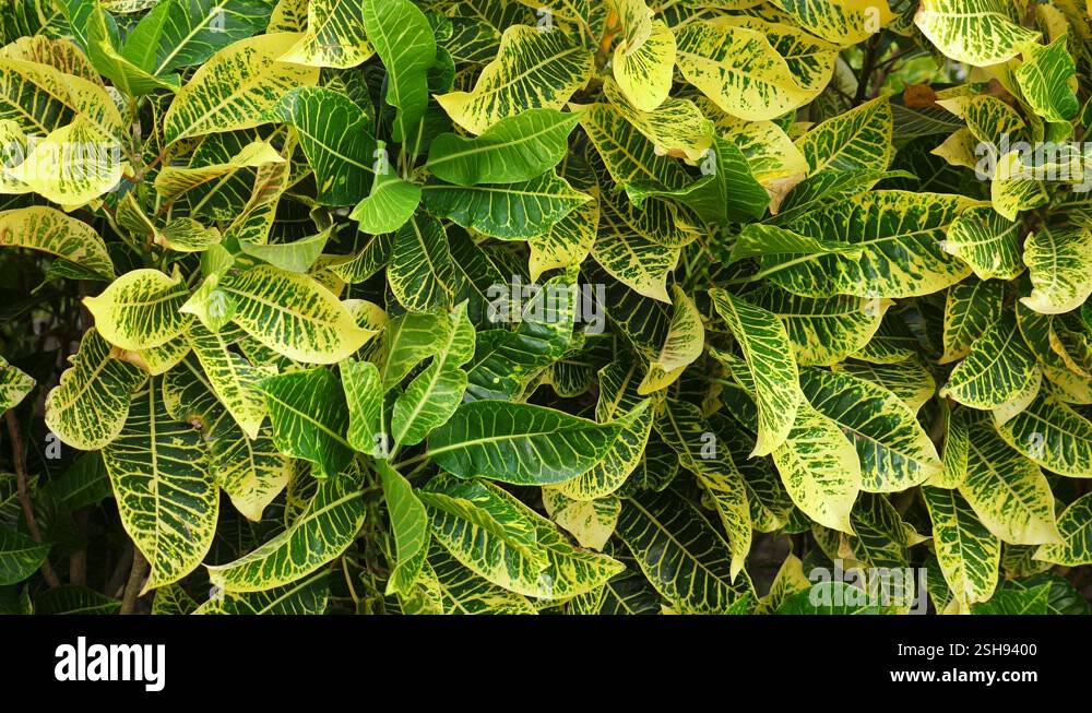 Plants of the caribbean Stock Videos & Footage - HD and 4K Video Clips ...