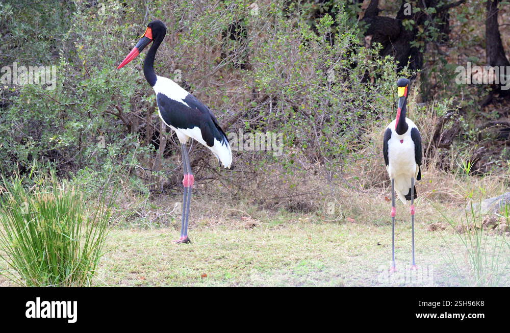 Female southern yellow billed Stock Videos & Footage - HD and 4K Video ...