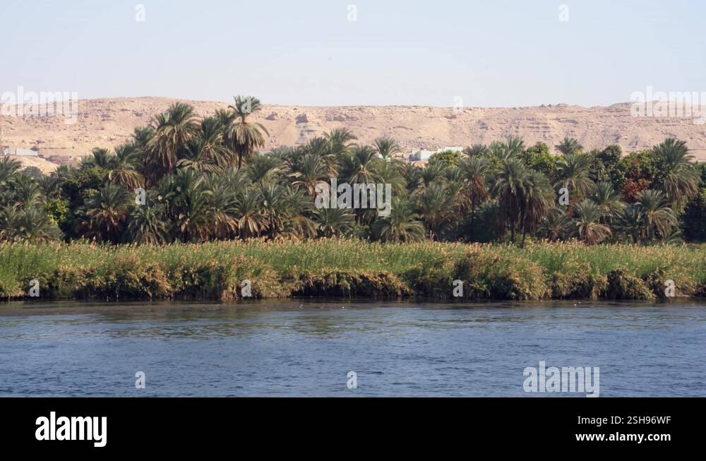 Palm tree river nile Stock Videos & Footage - HD and 4K Video Clips - Alamy