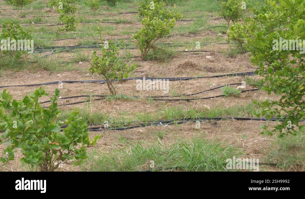 Rows Of Black Hosepipe Tubing Seen On Ground For Drip Irrigation System In Stock Video Footage ...