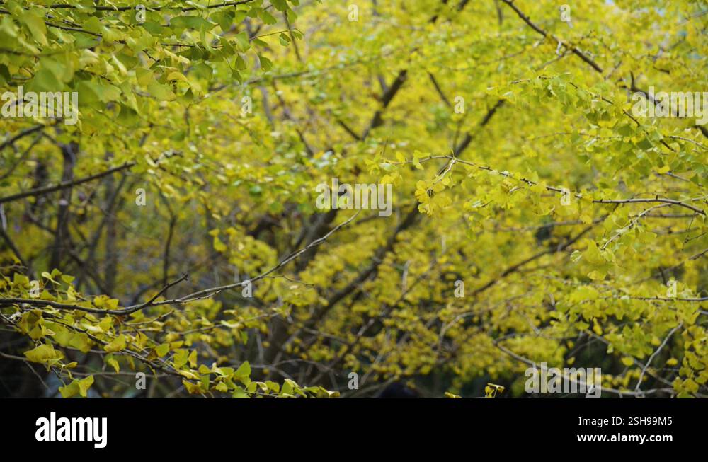 Ginkgogrove Stock Videos & Footage - HD and 4K Video Clips - Alamy