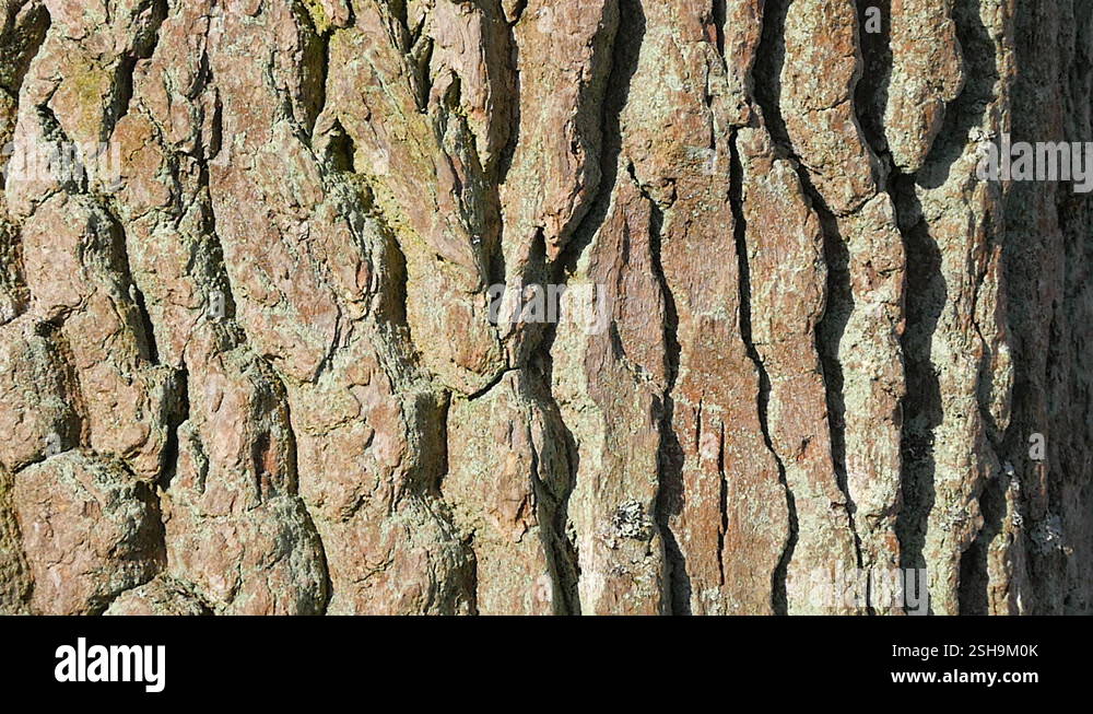 Tree bark. The camera slowly slides along the trunk Stock Video Footage ...