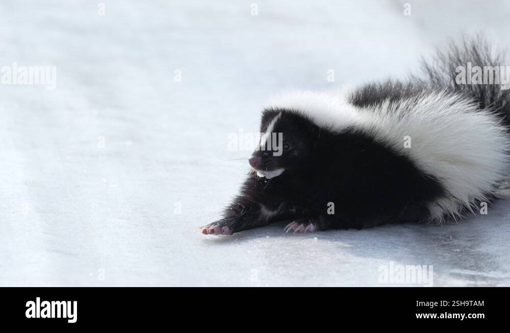 Foaming at the mouth Stock Videos & Footage - HD and 4K Video Clips - Alamy