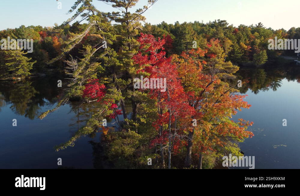 Flyingovertreetops Stock Videos & Footage - HD and 4K Video Clips - Alamy
