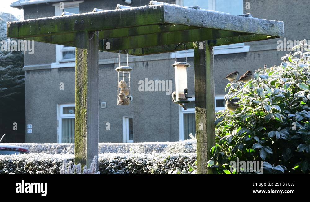 Busy feeder Stock Videos & Footage - HD and 4K Video Clips - Alamy