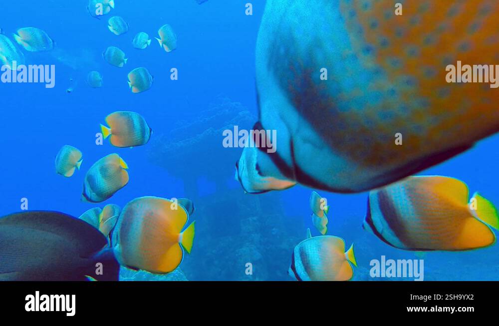 Submerged shrine Stock Videos & Footage - HD and 4K Video Clips - Alamy