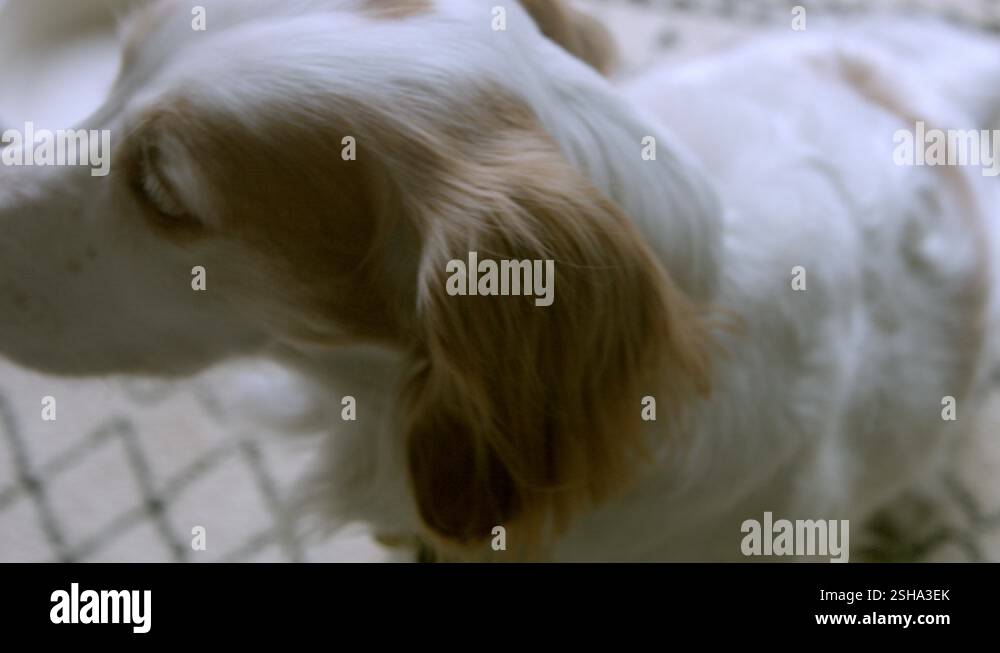 Springer cocker sprocker spaniel Stock Videos & Footage - HD and 4K ...