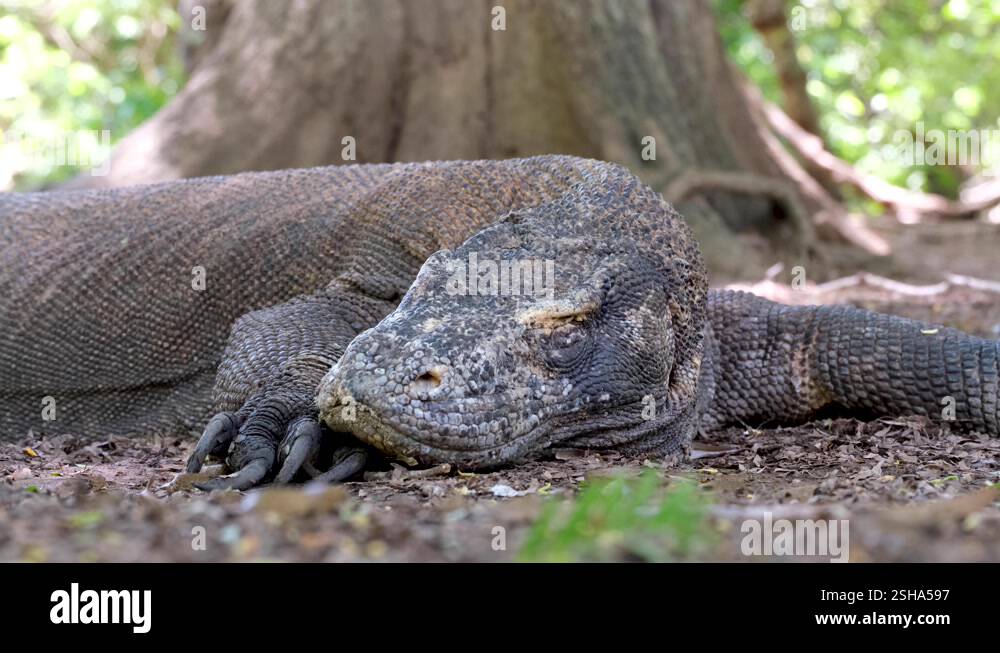 Komodo dragon claw Stock Videos & Footage - HD and 4K Video Clips - Alamy