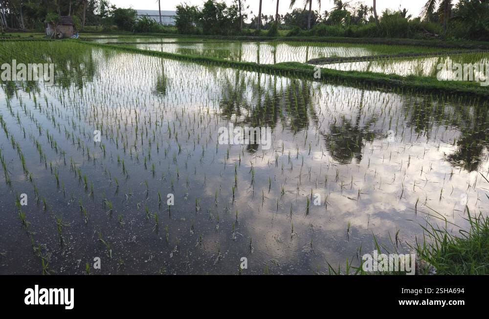 Wet field irrigation Stock Videos & Footage - HD and 4K Video Clips - Alamy