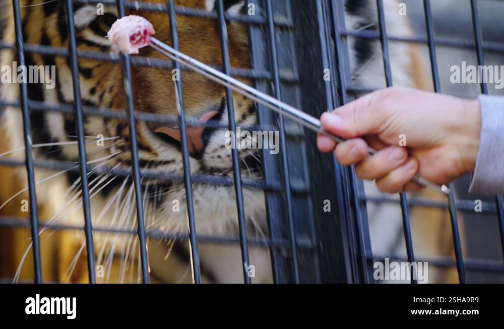 Tiger inside cage Stock Videos & Footage - HD and 4K Video Clips - Alamy