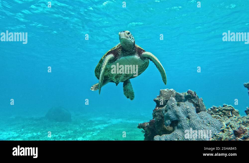 Green sea turtle floating in Stock Videos & Footage - HD and 4K Video ...