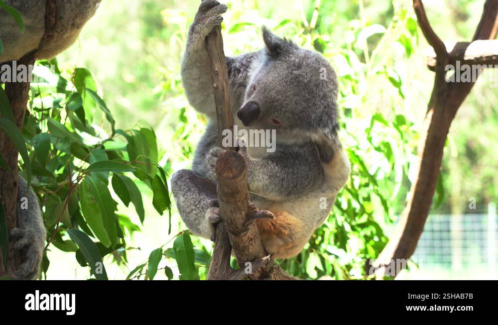 Female koala Stock Videos & Footage - HD and 4K Video Clips - Alamy