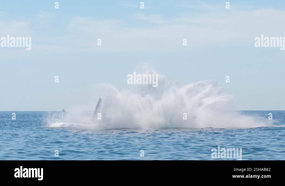 Humpback whale acrobatic animal Stock Videos & Footage - HD and 4K ...