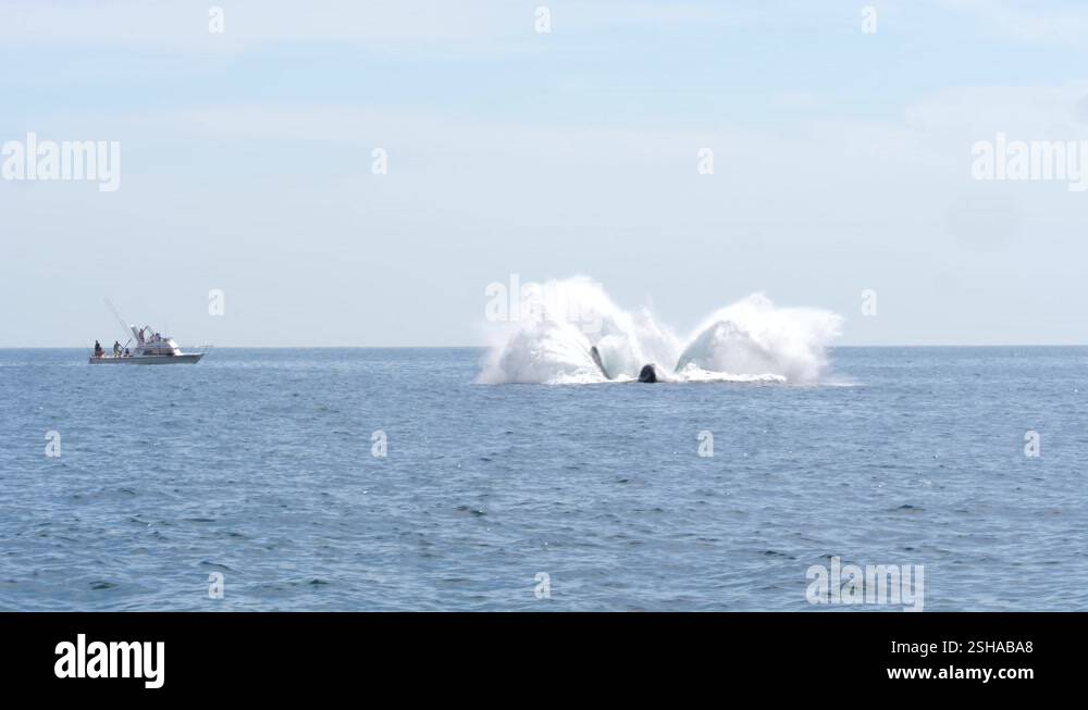 Whale breach boat Stock Videos & Footage - HD and 4K Video Clips - Alamy